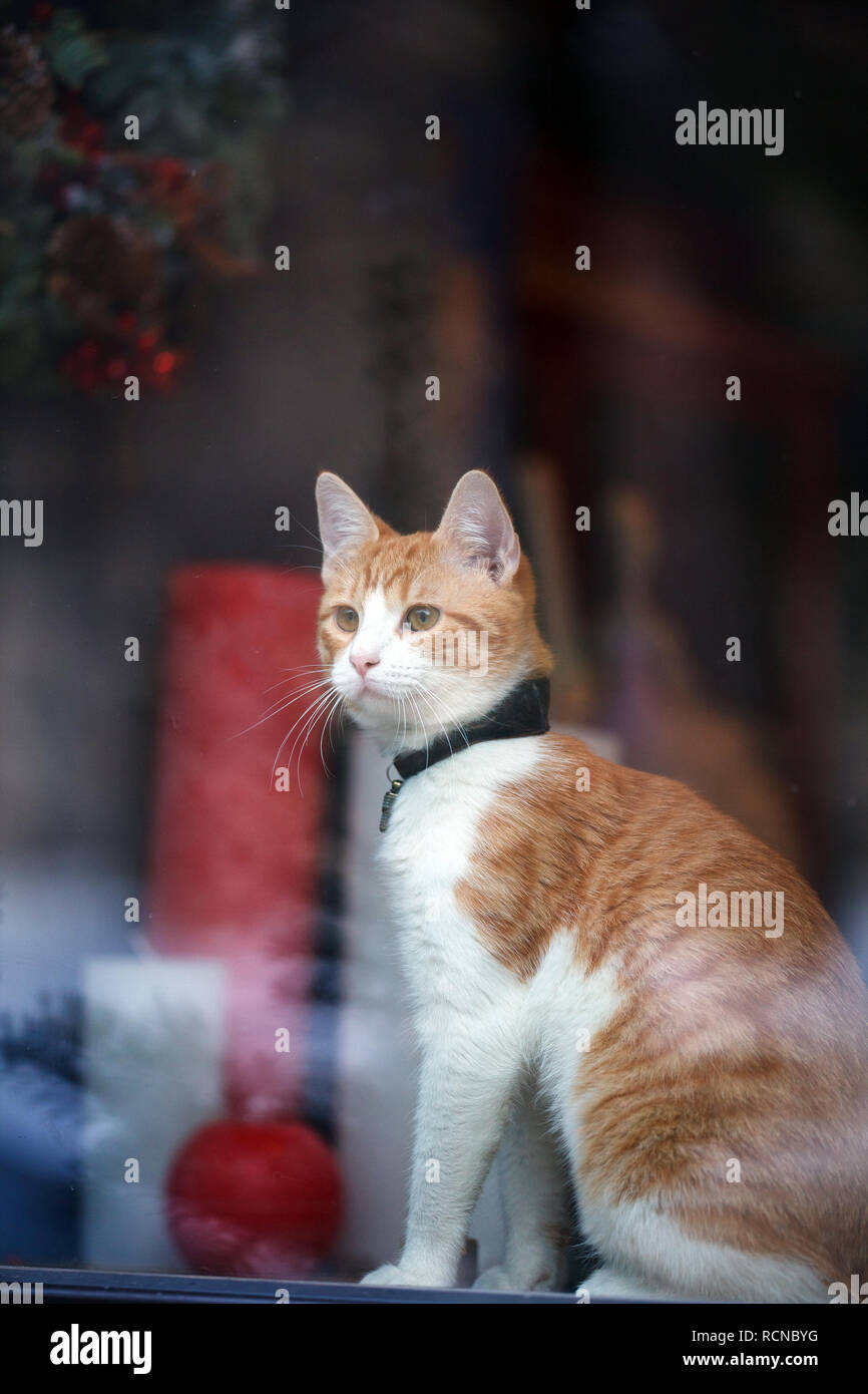 Domestic cat sitting in shop window. Small business ideas, attracting ...