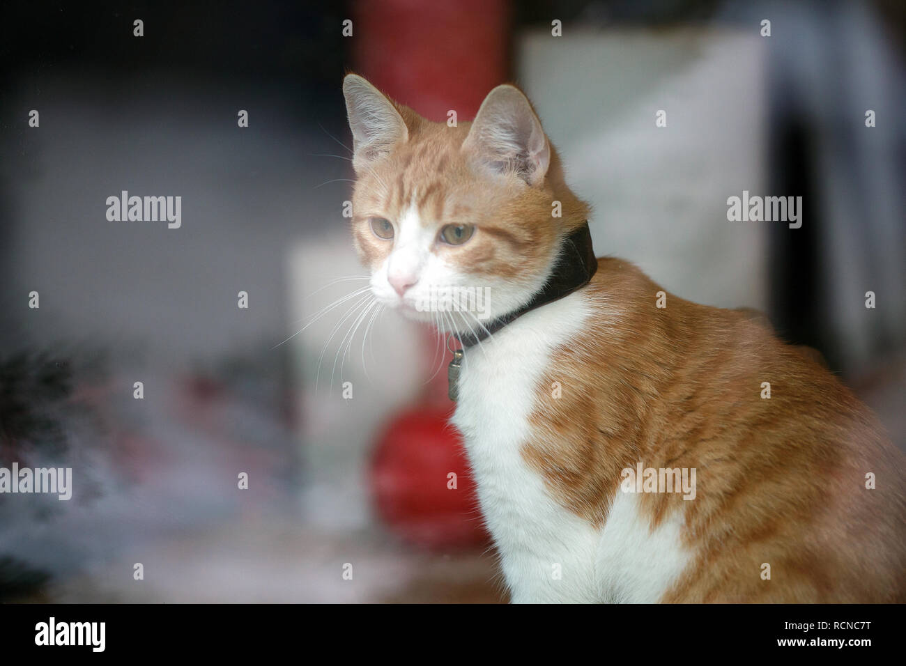Domestic cat sitting in shop window. Small business ideas, attracting ...