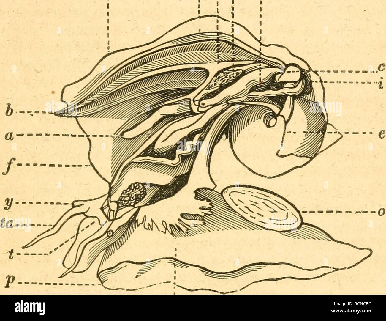 Pica turbo hi-res stock photography and images - Alamy