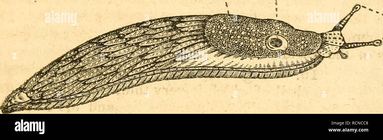 Shield caves hi-res stock photography and images - Alamy