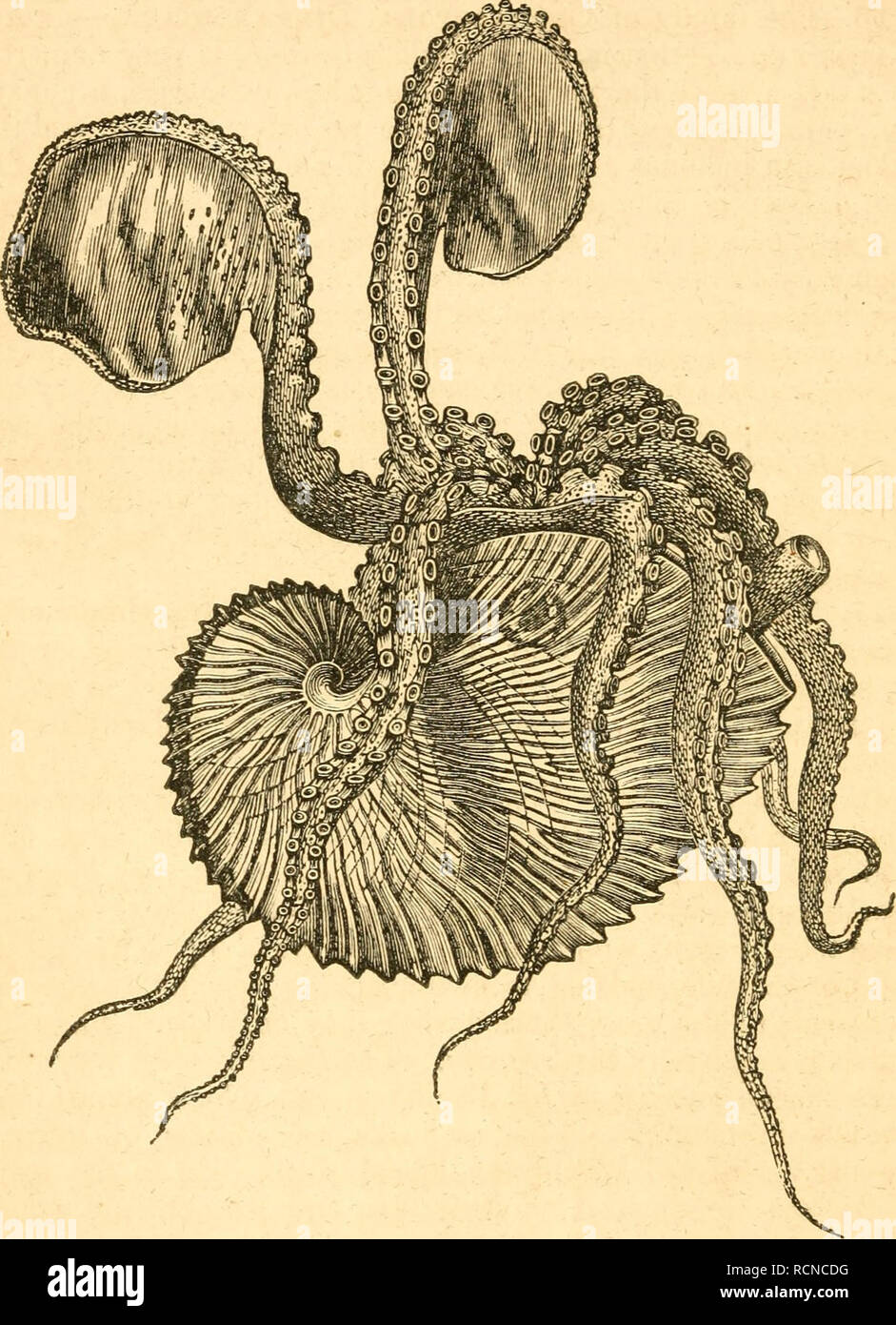 Argonaut mollusk hi-res stock photography and images - Alamy