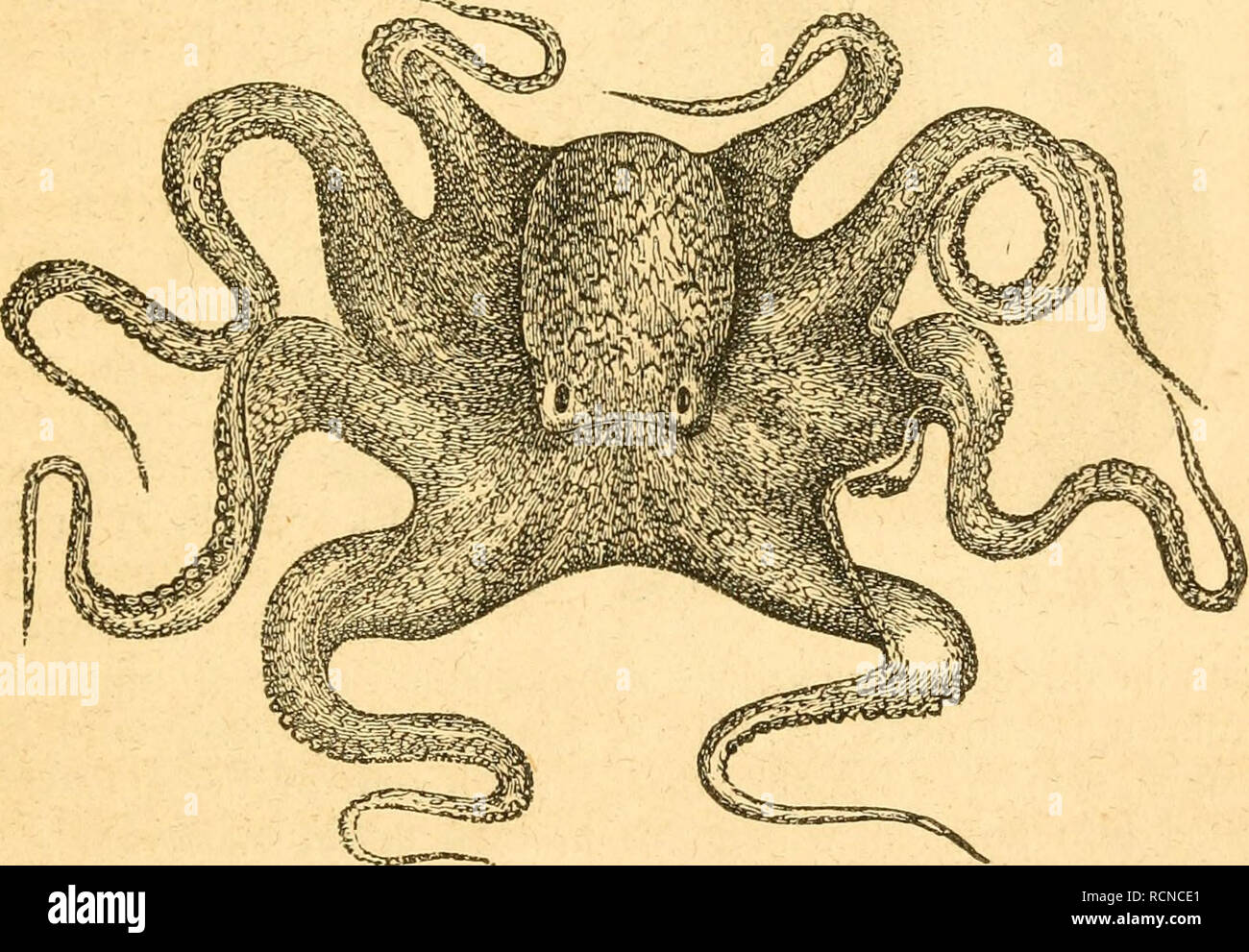 . Elements of conchology / Prepared for the use of schools and colleges ...