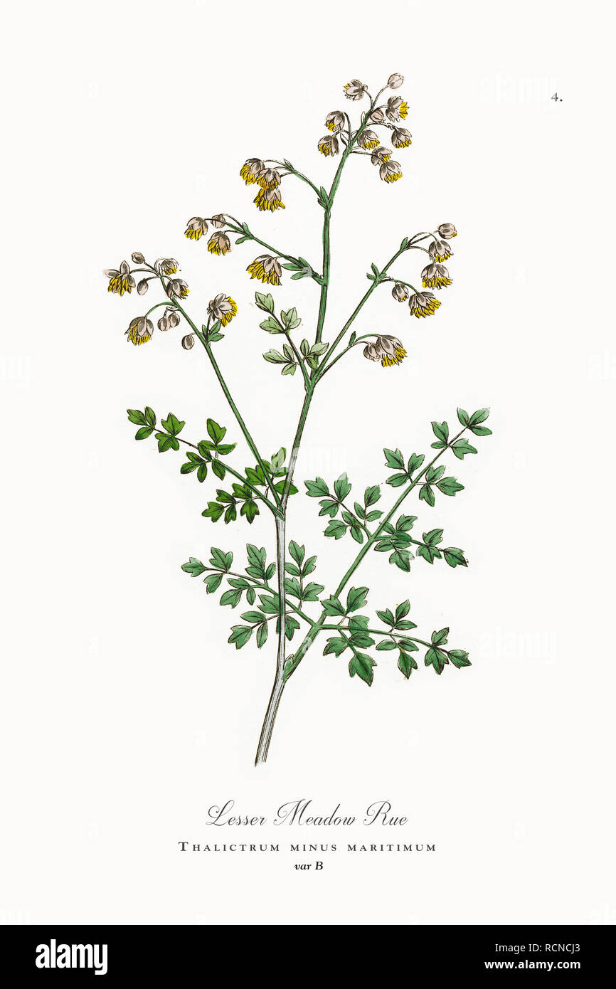 Antique Hand-Colored Victorian Botanical Illustration, Circa 1863 Stock ...