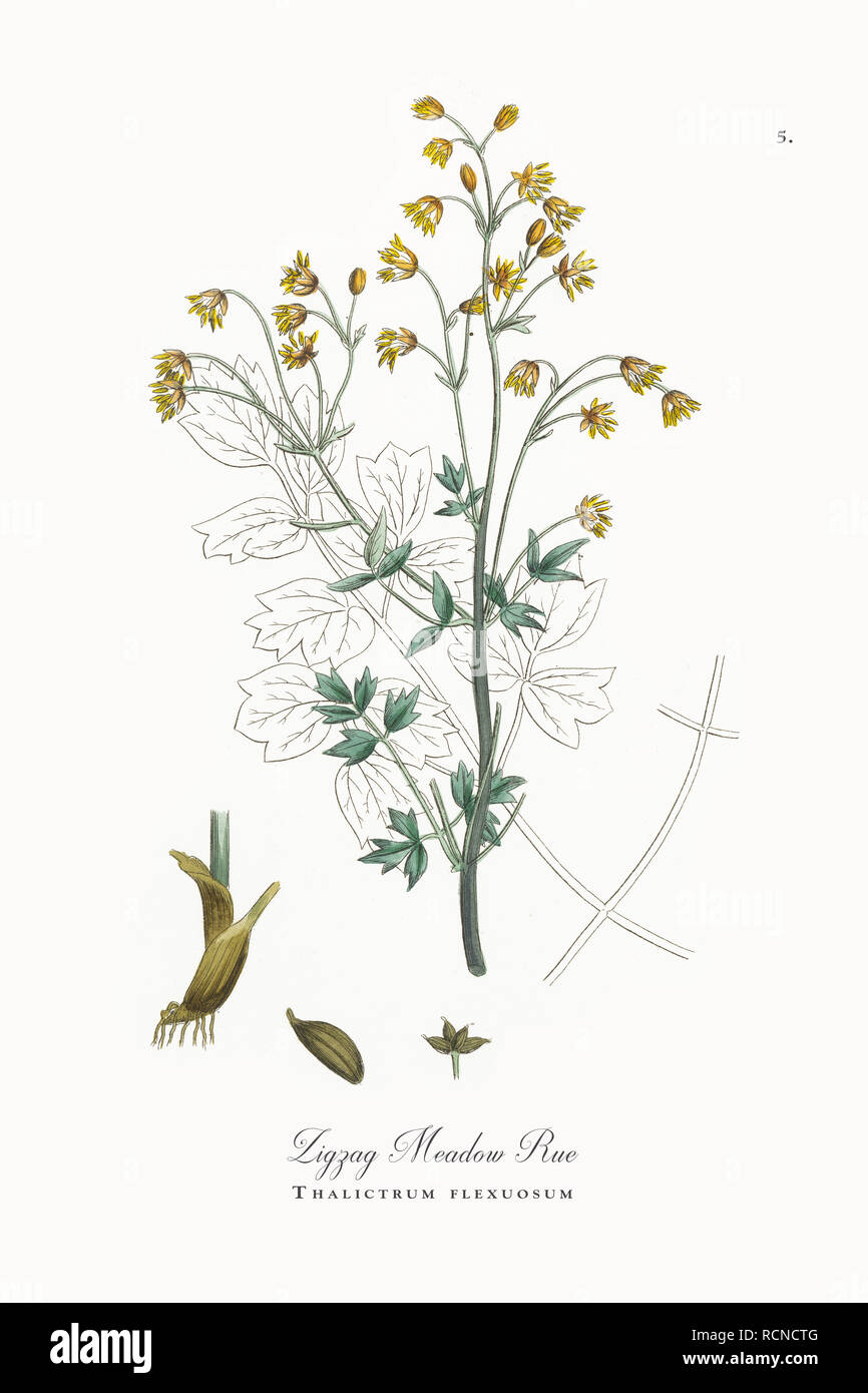 Antique Hand-Colored Victorian Botanical Illustration, Circa 1863 Stock ...