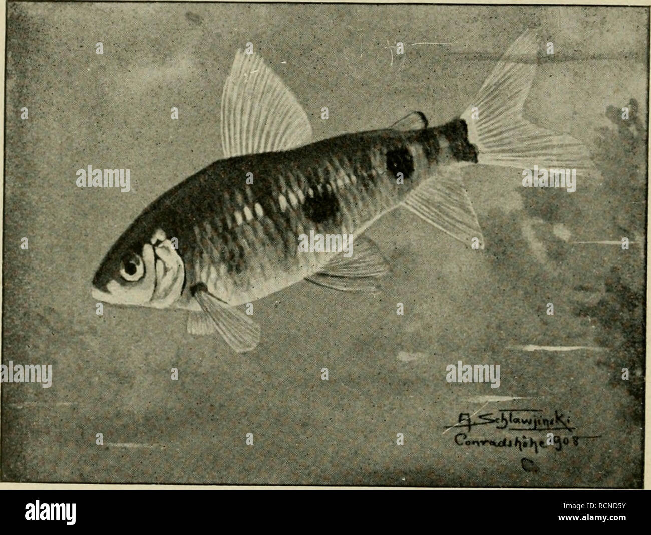 . Die exotischen zierfische in wort und bild. Ornamental fishes; Fish ...