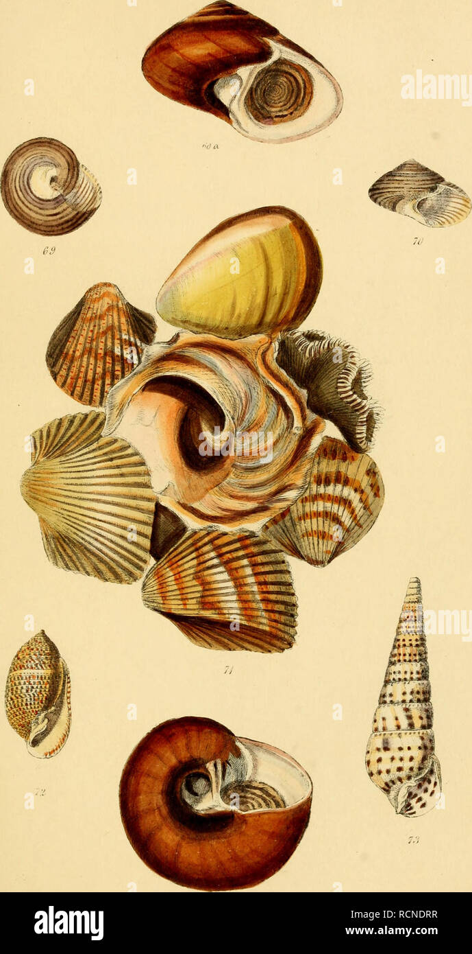 . Elements of conchology : an introduction to the natural history of shells and of the animals ...