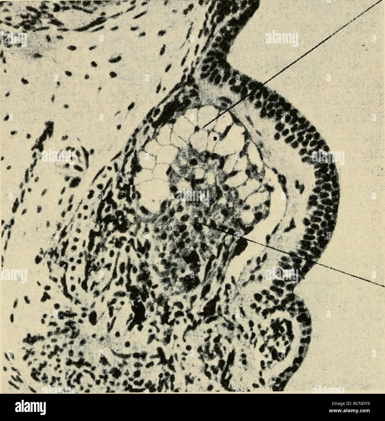 Morphogenetic hi-res stock photography and images - Alamy