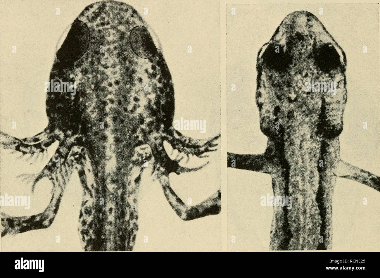 Neurula High Resolution Stock Photography and Images - Alamy