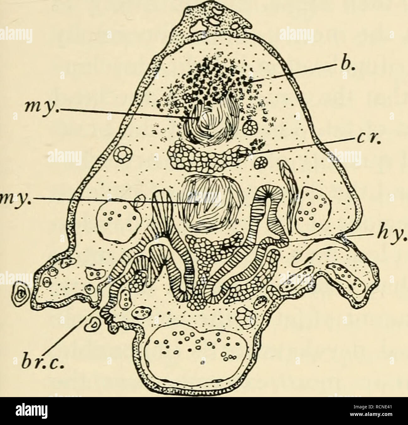 . The elements of experimental embryology. Embryology, Experimental ...