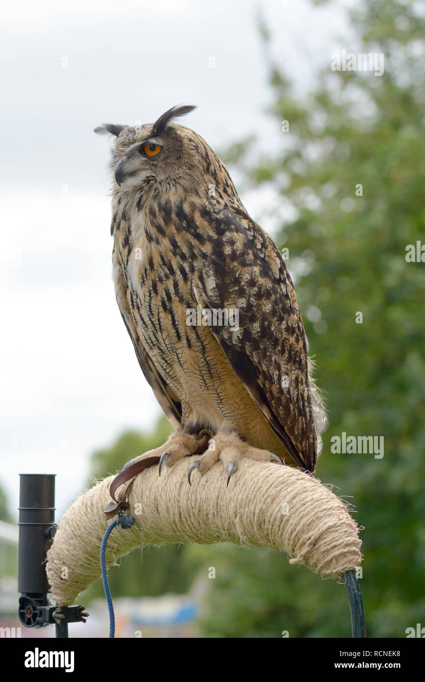 Eurasian bubo bubo - European Eagle Owl on perch Stock Photo - Alamy