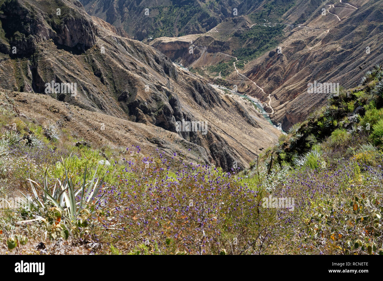 Colca Canyon in Peruvian Andes Stock Photo - Alamy