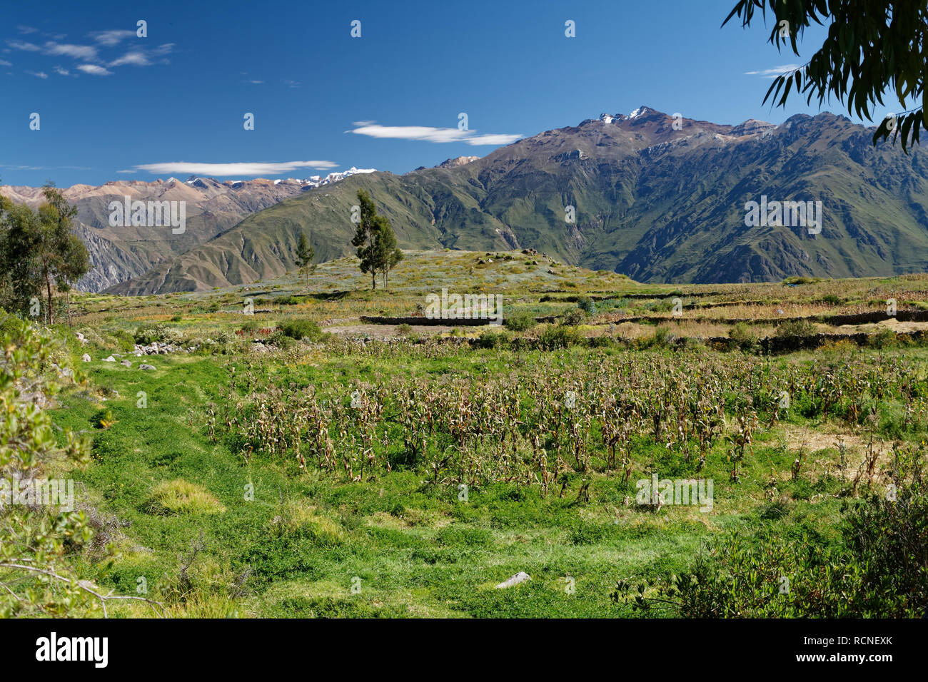 Colca Canyon in Peruvian Andes Stock Photo - Alamy