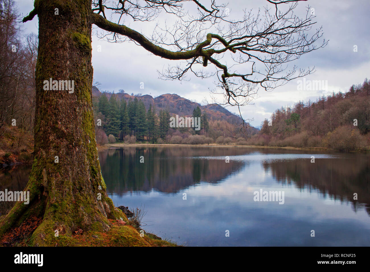 Yew tree tarn lake district hi-res stock photography and images - Alamy