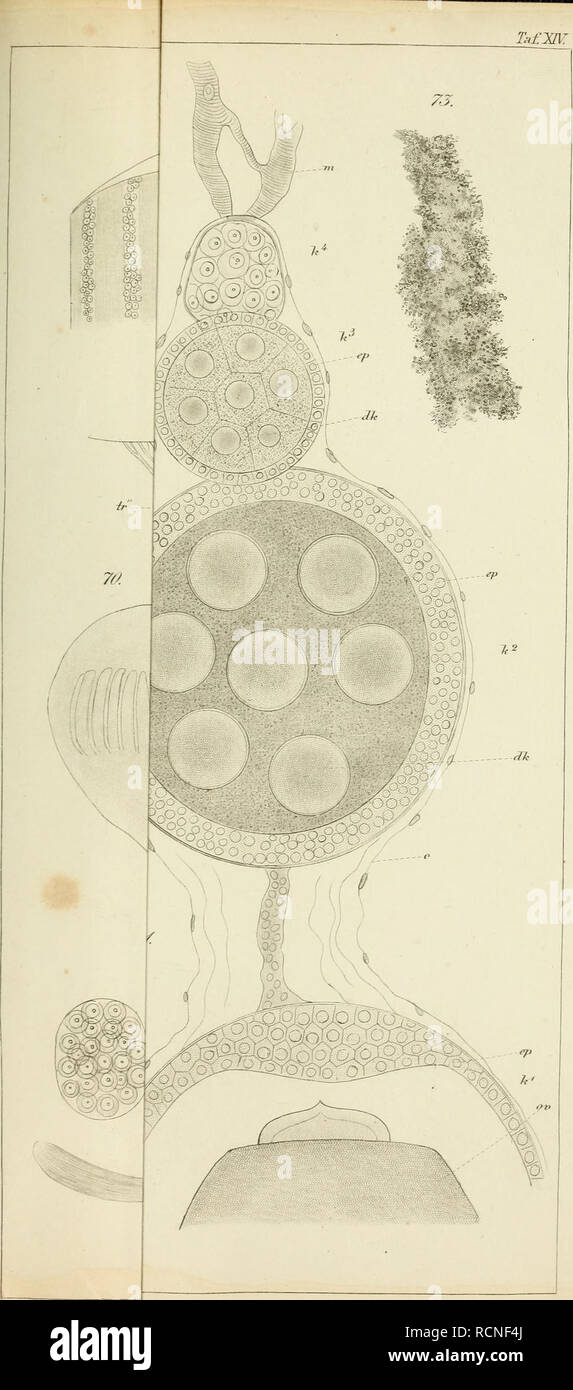 August weismann hi-res stock photography and images - Alamy