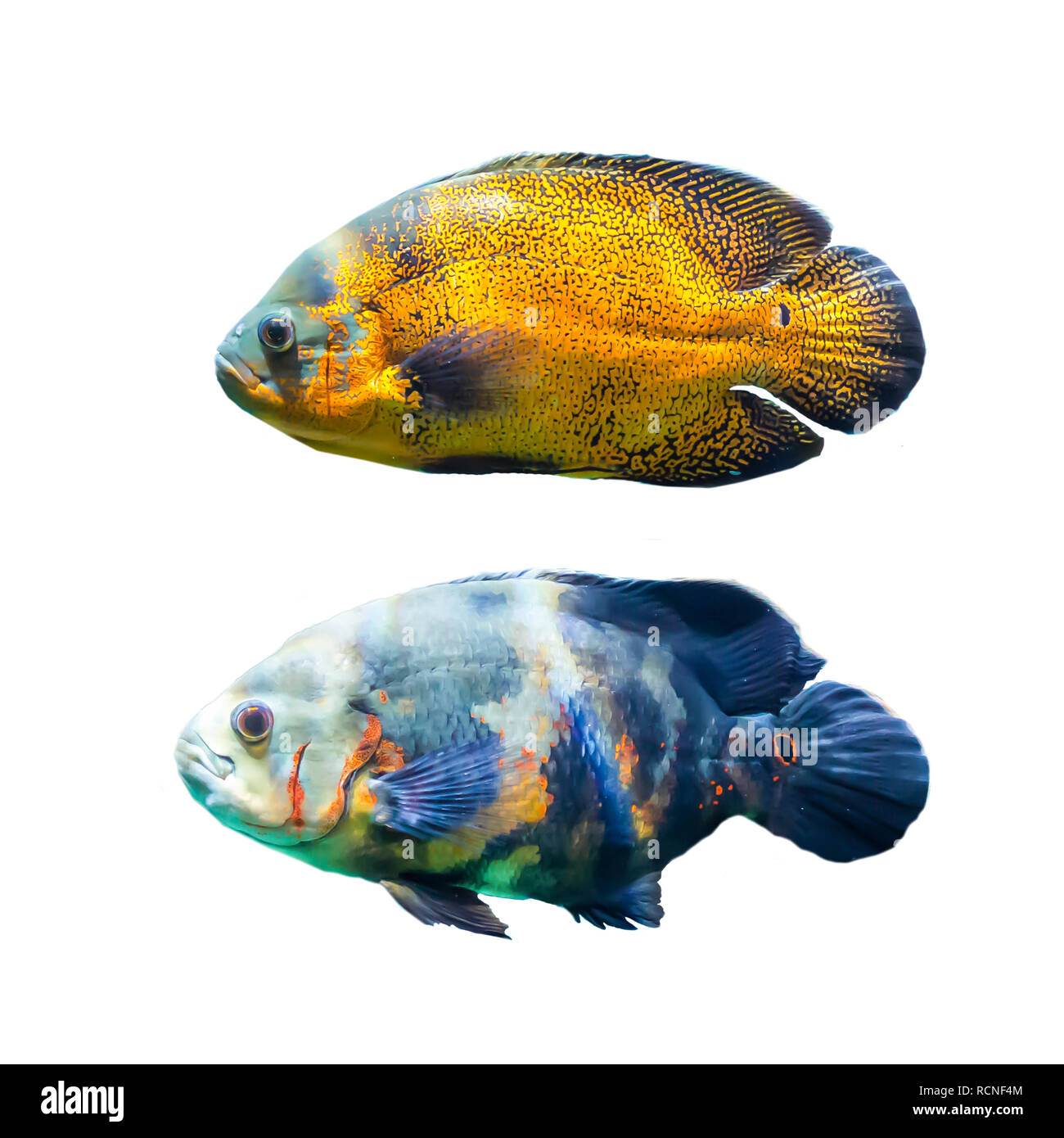 Two spotted fish from the tropical seas. Isolated photo on white ...