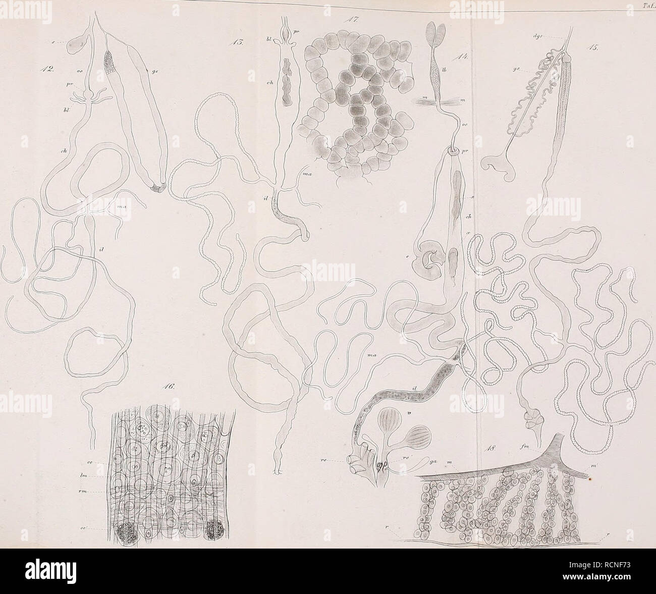 August weismann hi-res stock photography and images - Alamy