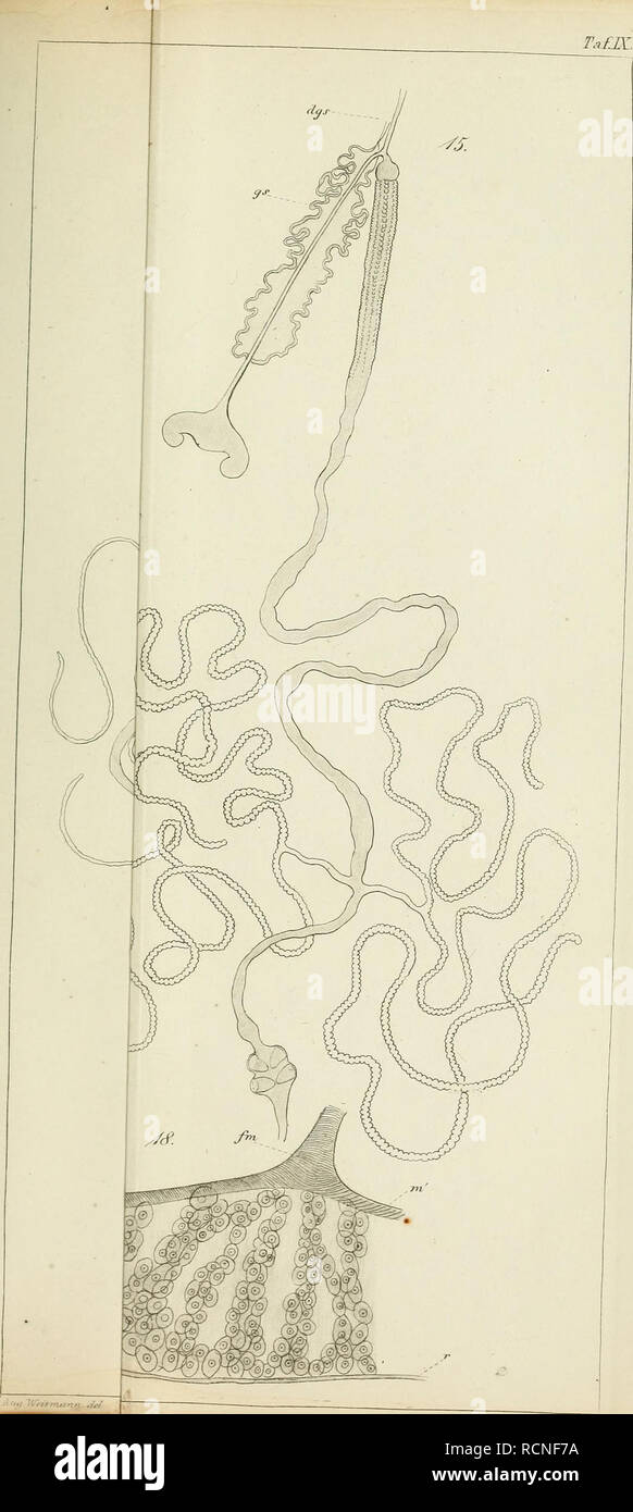 August weismann hi-res stock photography and images - Alamy