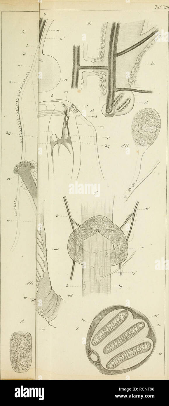 August weismann hi-res stock photography and images - Alamy