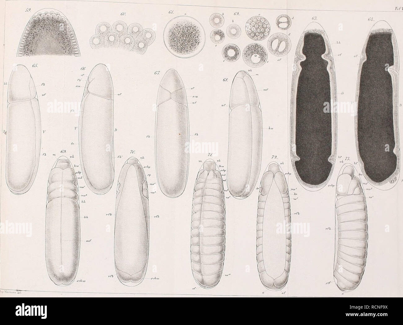 August weismann hi-res stock photography and images - Alamy