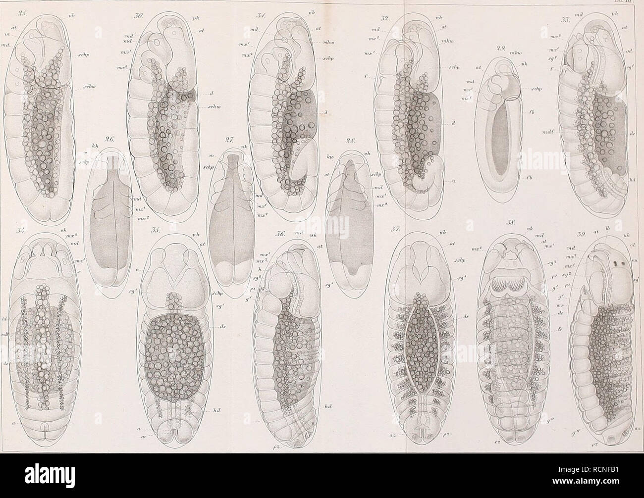 August weismann hi-res stock photography and images - Alamy