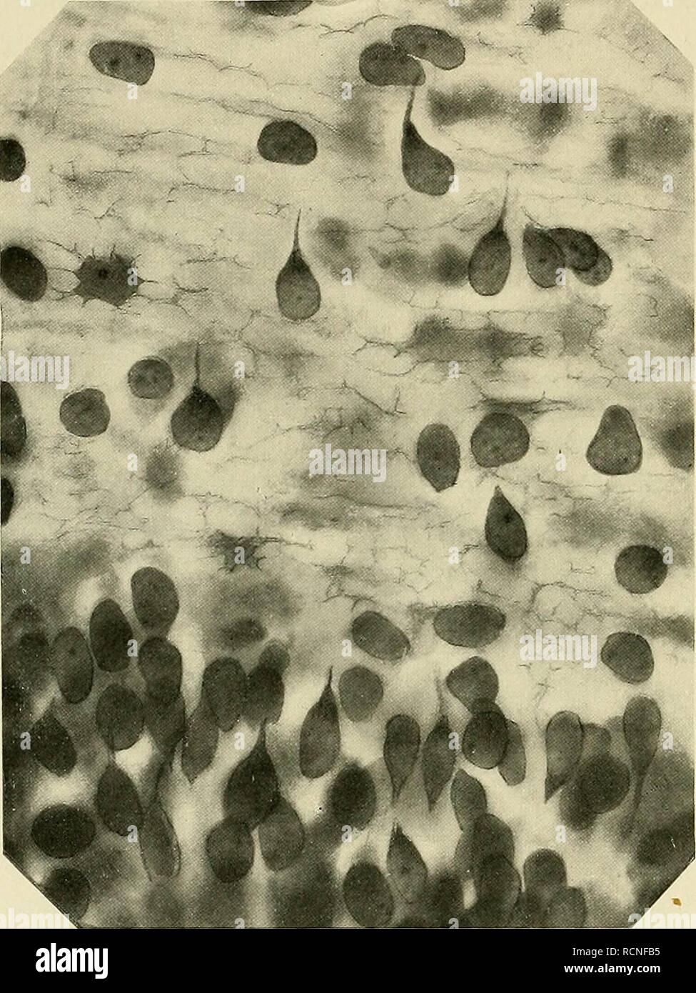 Te zellen hi-res stock photography and images - Alamy