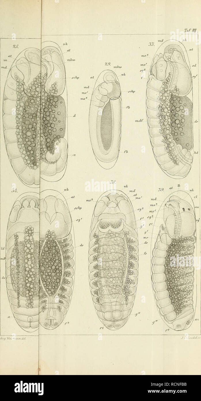 August weismann hi-res stock photography and images - Alamy