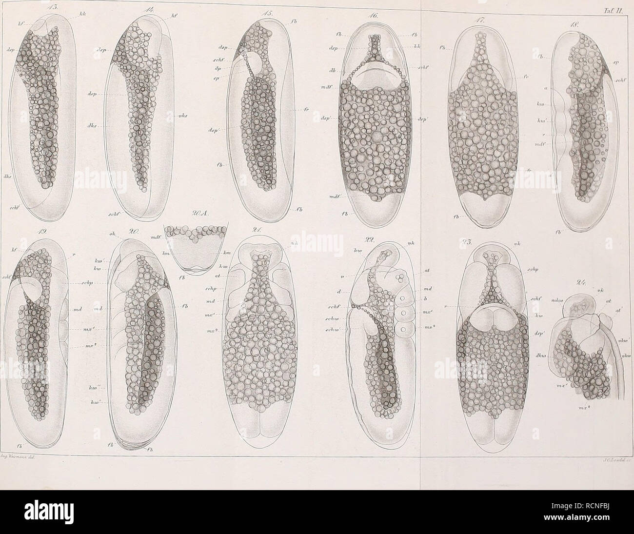 August weismann hi-res stock photography and images - Alamy