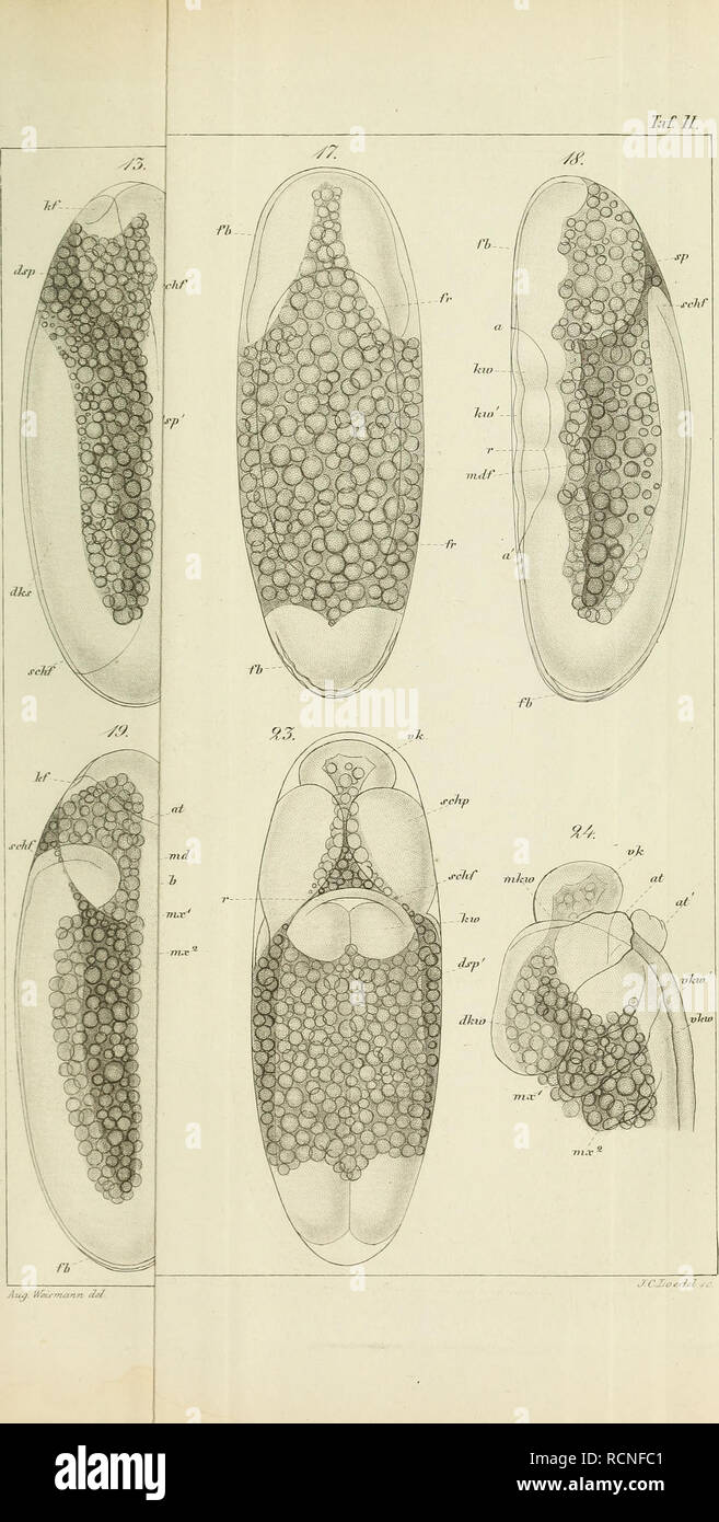 August weismann hi-res stock photography and images - Alamy