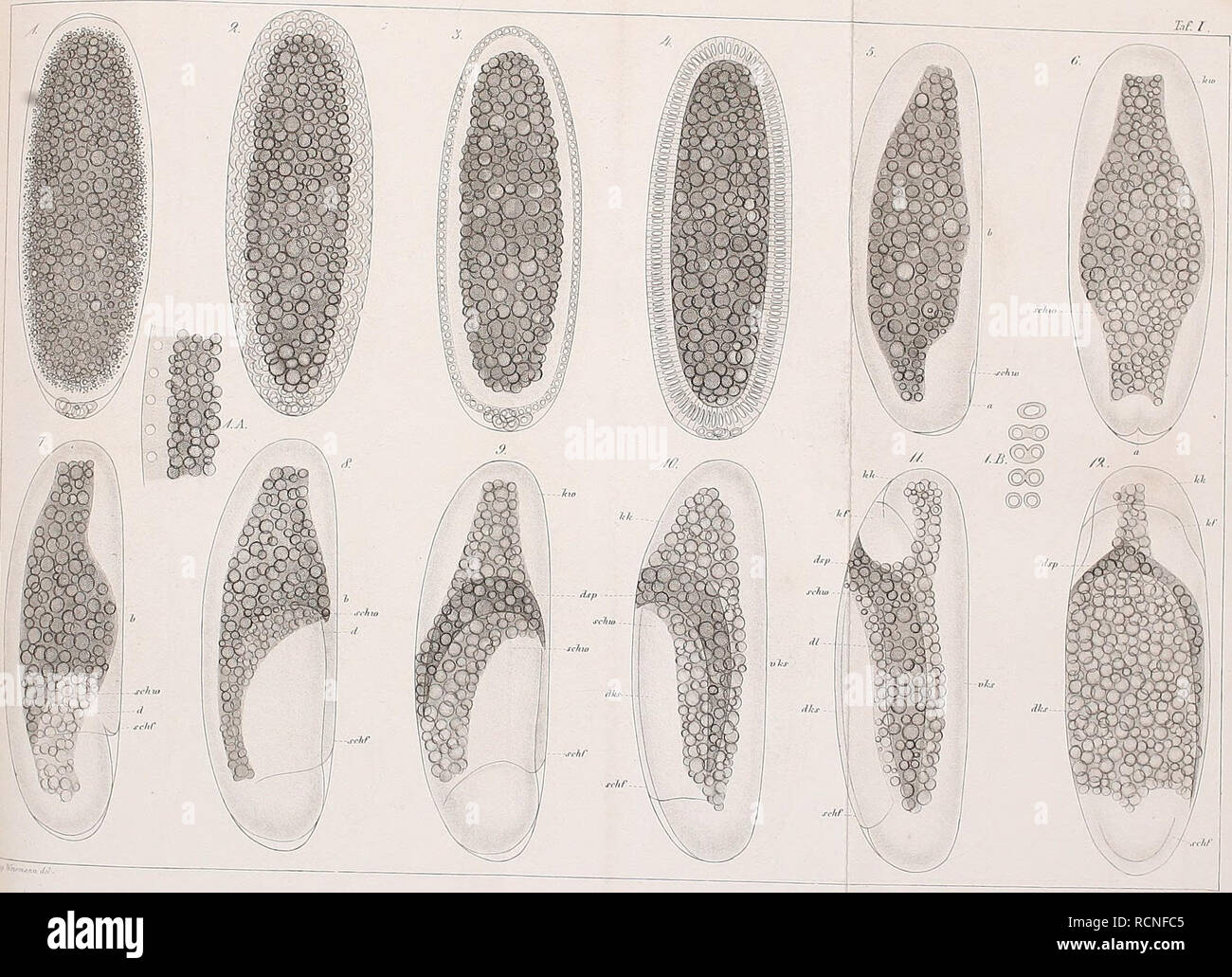 August weismann hi-res stock photography and images - Alamy