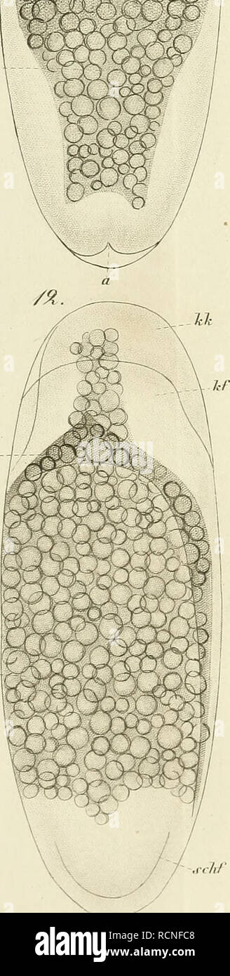 August weismann hi-res stock photography and images - Alamy