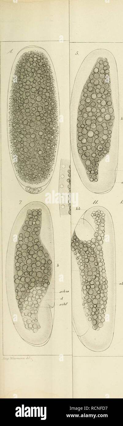 August weismann hi-res stock photography and images - Alamy