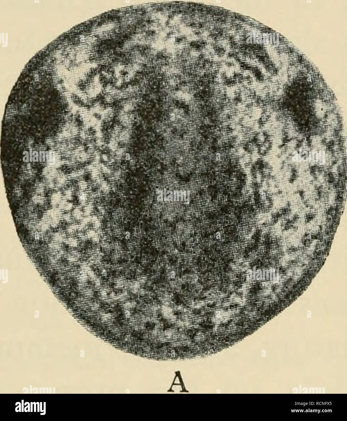 Neurula High Resolution Stock Photography and Images - Alamy