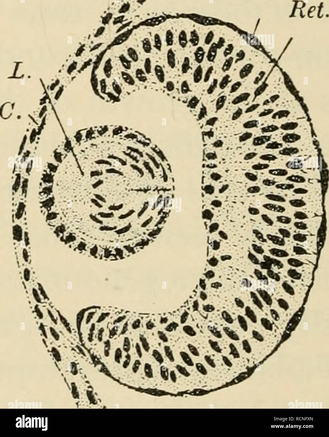 Retinal layers hi-res stock photography and images - Alamy