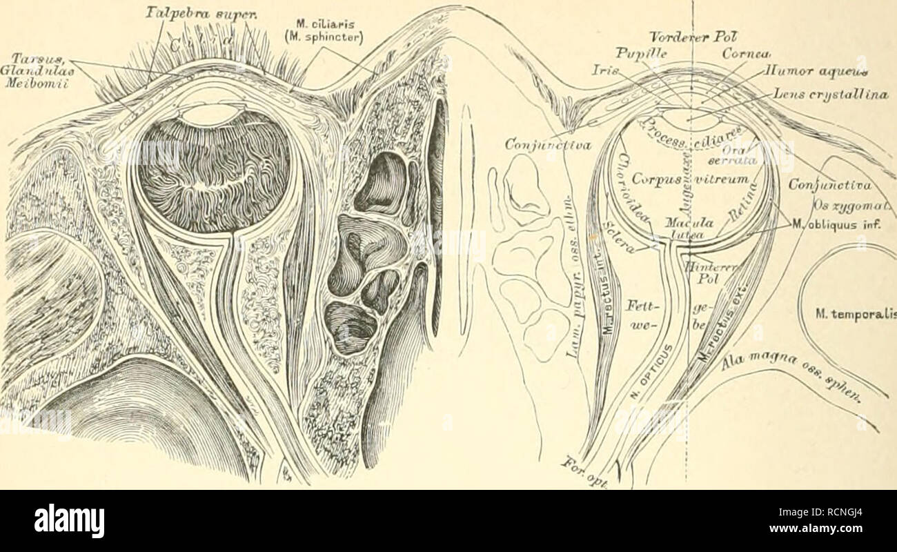 . Die descriptive und topographische Anatomie des Menschen. Anatomy ...