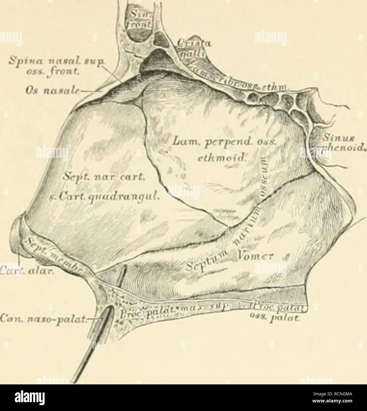 . Die descriptive und topographische Anatomie des Menschen. Anatomy ...