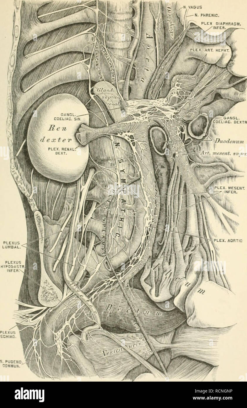 Bauch anatomie hi-res stock photography and images - Alamy