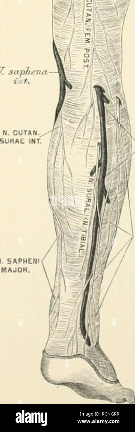 Saphena High Resolution Stock Photography and Images - Alamy