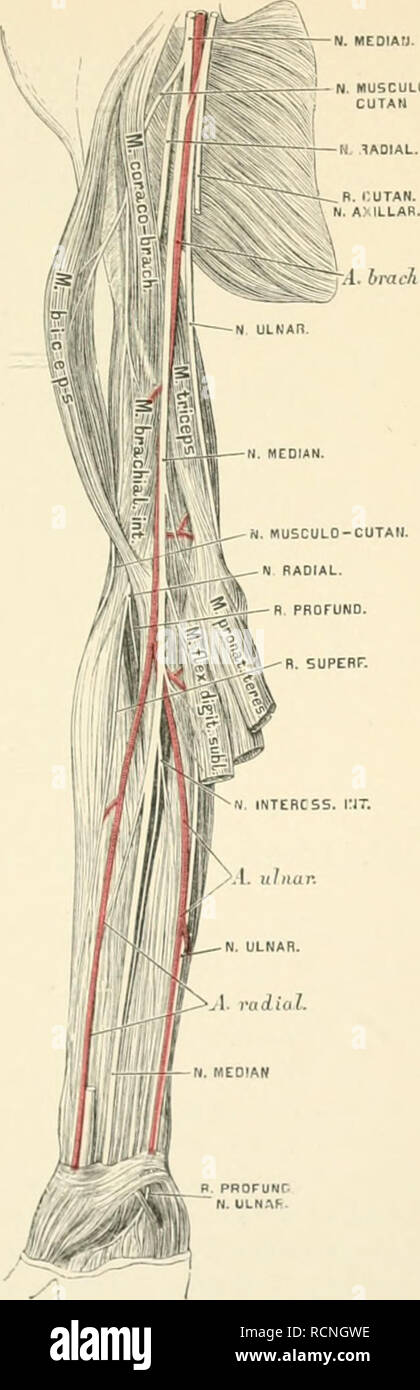 Anatomie des armes hi-res stock photography and images - Alamy