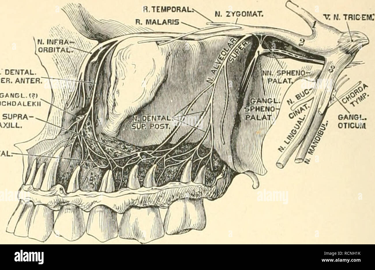 N maxillaris hi-res stock photography and images - Alamy
