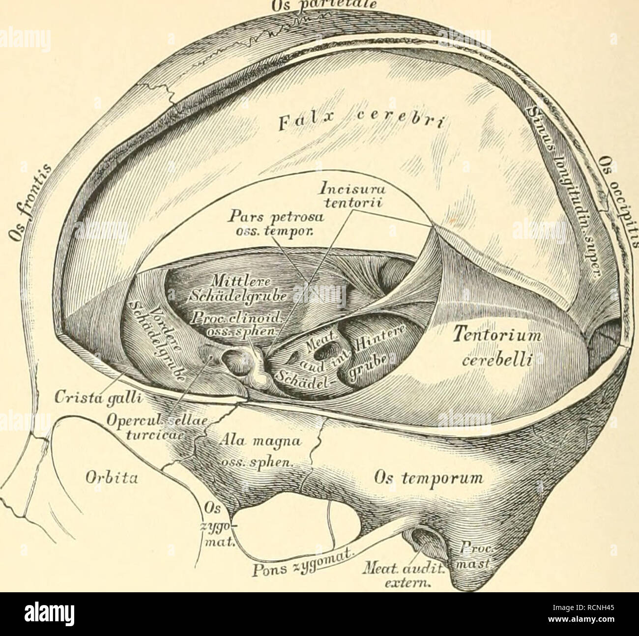 Meninx hi-res stock photography and images - Alamy