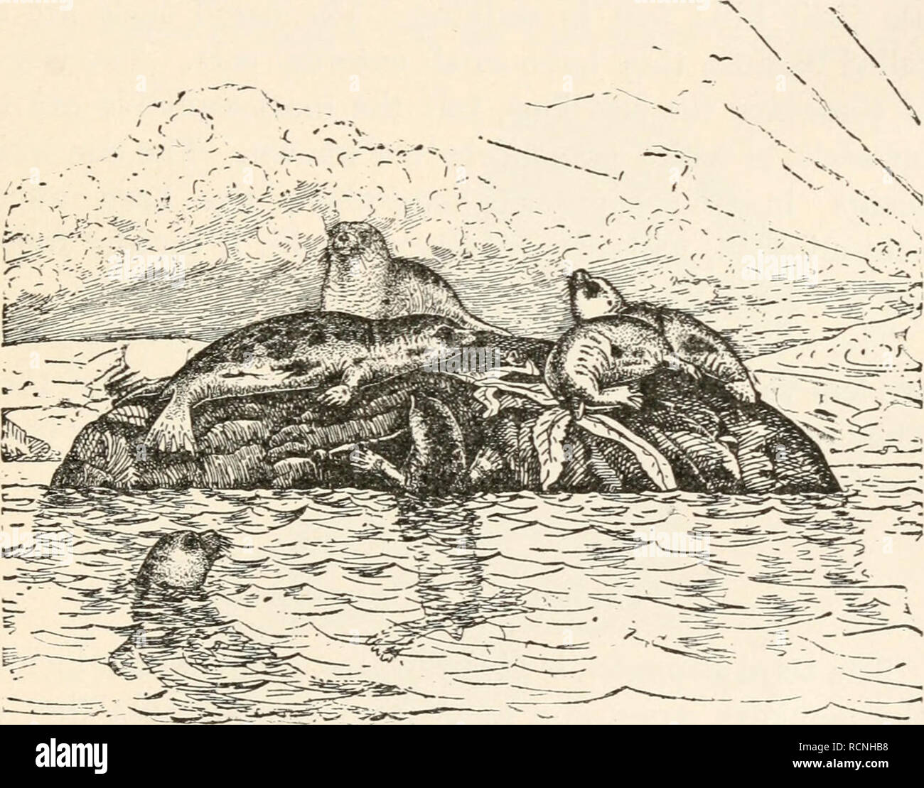 Descended from the wolf hi-res stock photography and images - Alamy