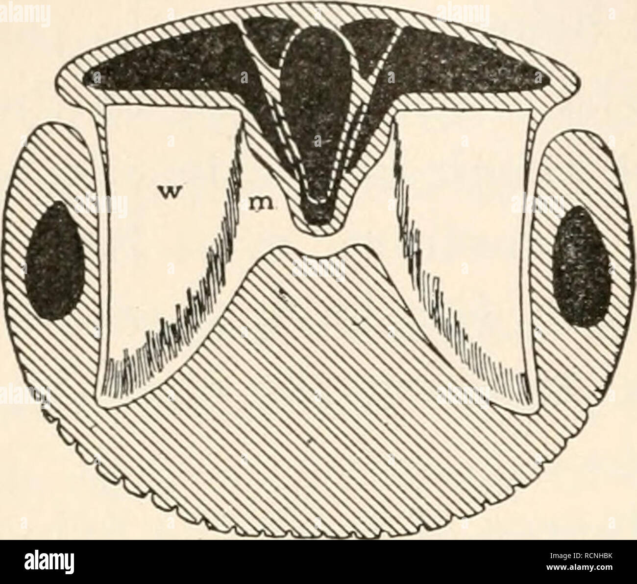 Whale bones plates hi-res stock photography and images - Alamy