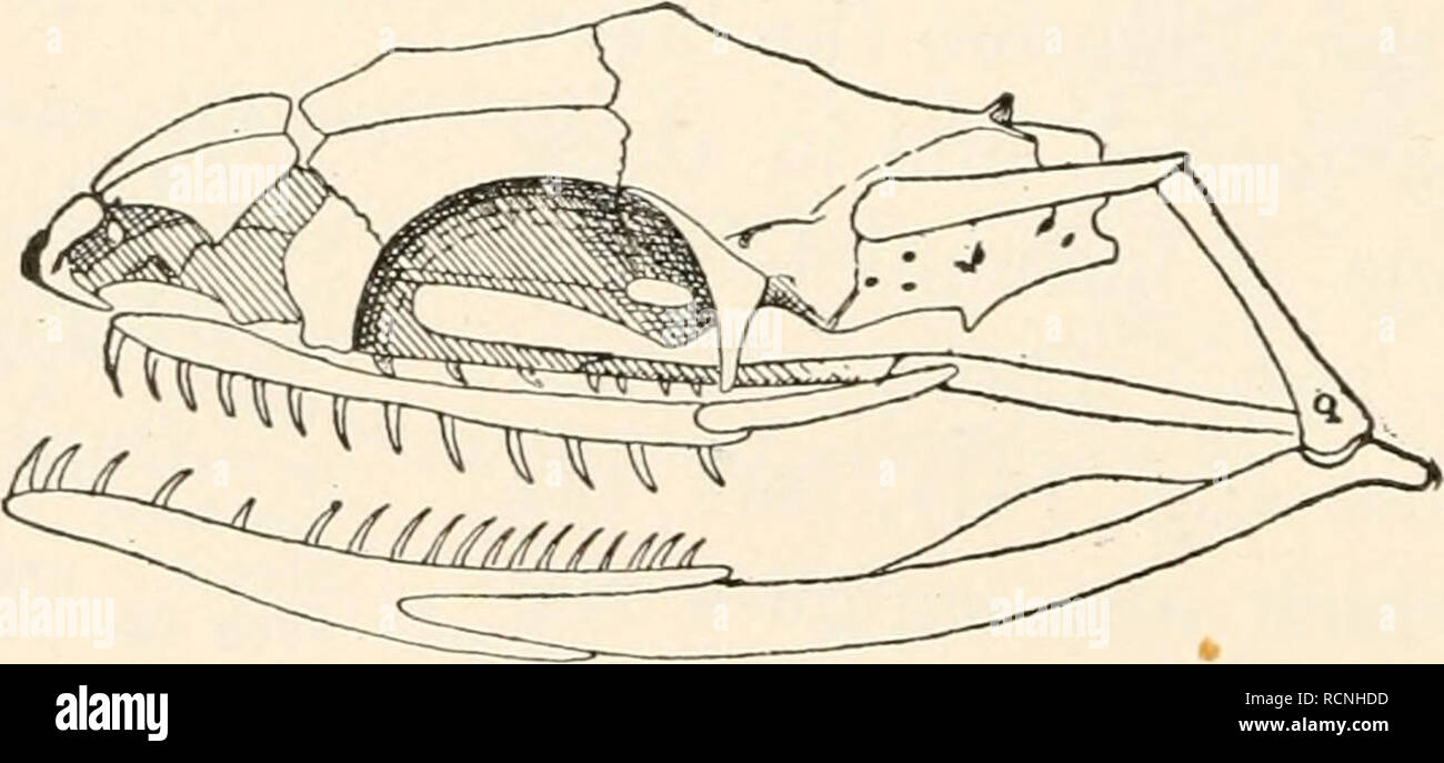 . Elements of comparative zoology. Zoology. FIG. 142.—Brain of Snake, c ...