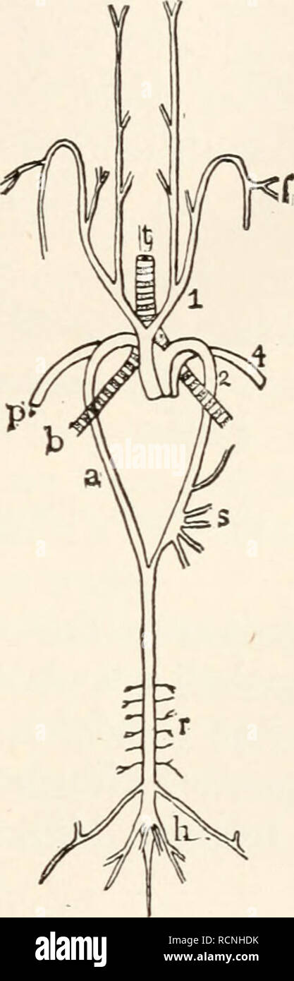 Large scaly plates hi-res stock photography and images - Alamy