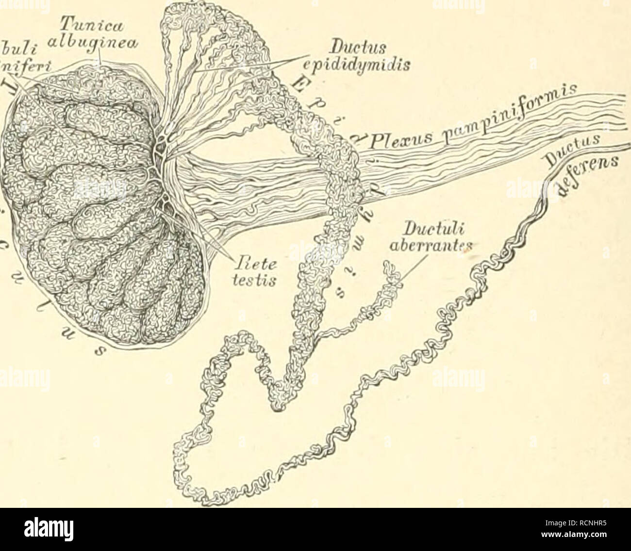 Ductus epididymis hi-res stock photography and images - Alamy
