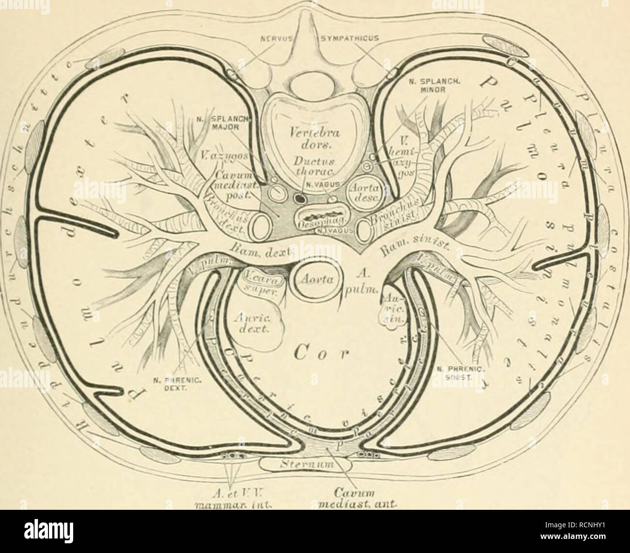 Thorax anatomie hi-res stock photography and images - Alamy