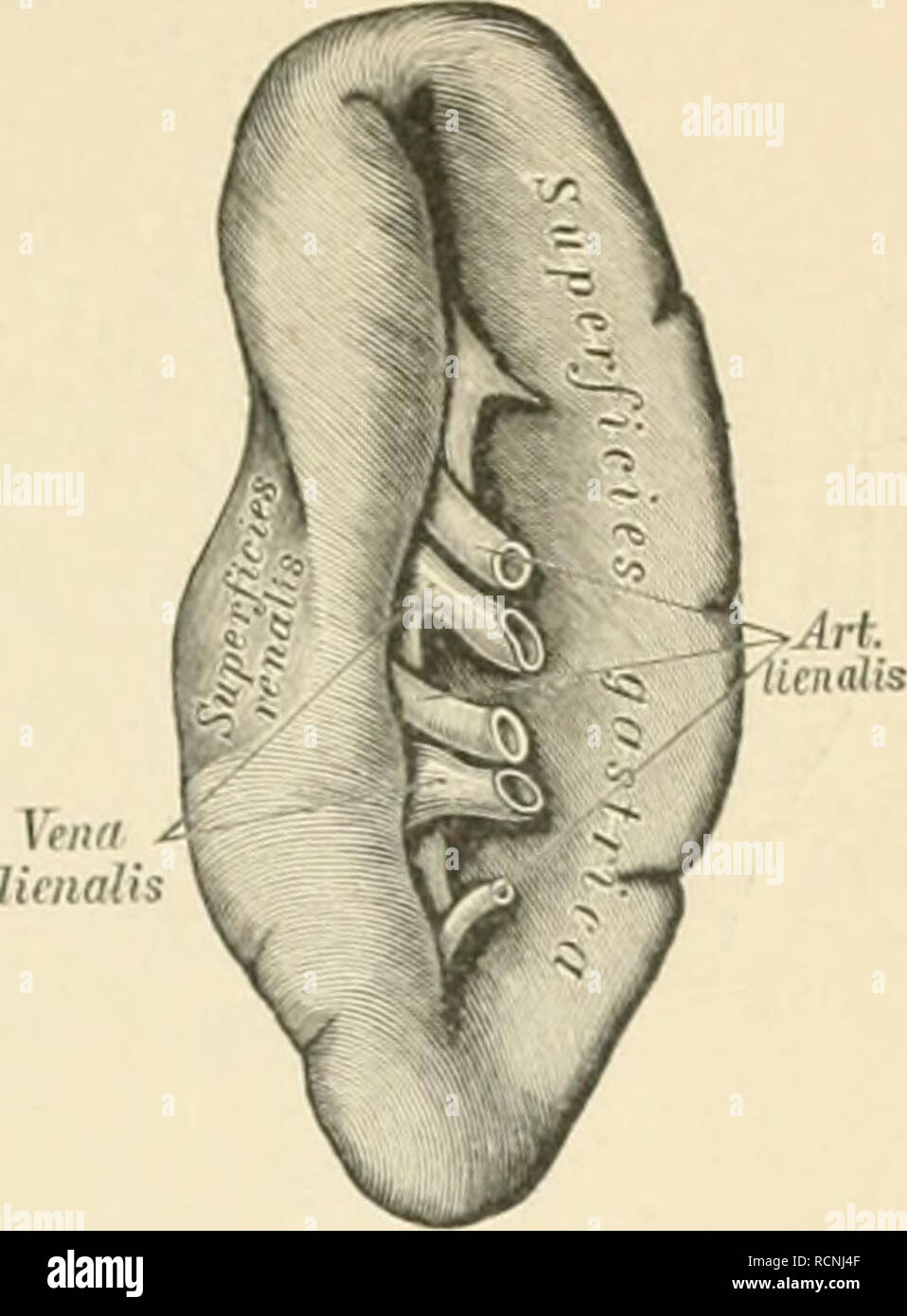 Milz anatomie hi-res stock photography and images - Alamy