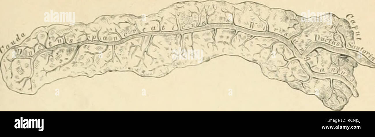 Pankreas anatomie hi-res stock photography and images - Alamy