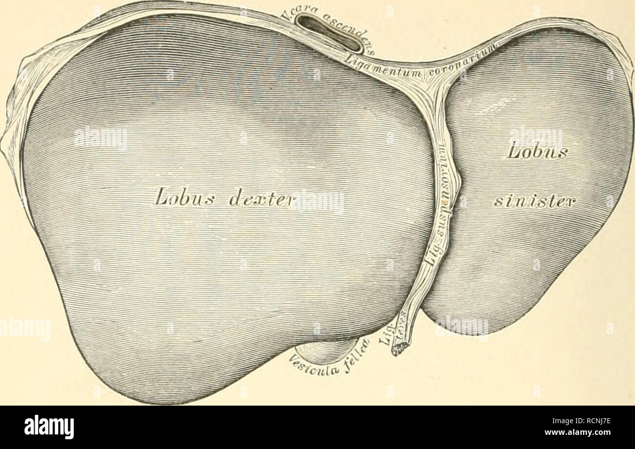 Hypochondrium hi-res stock photography and images - Alamy