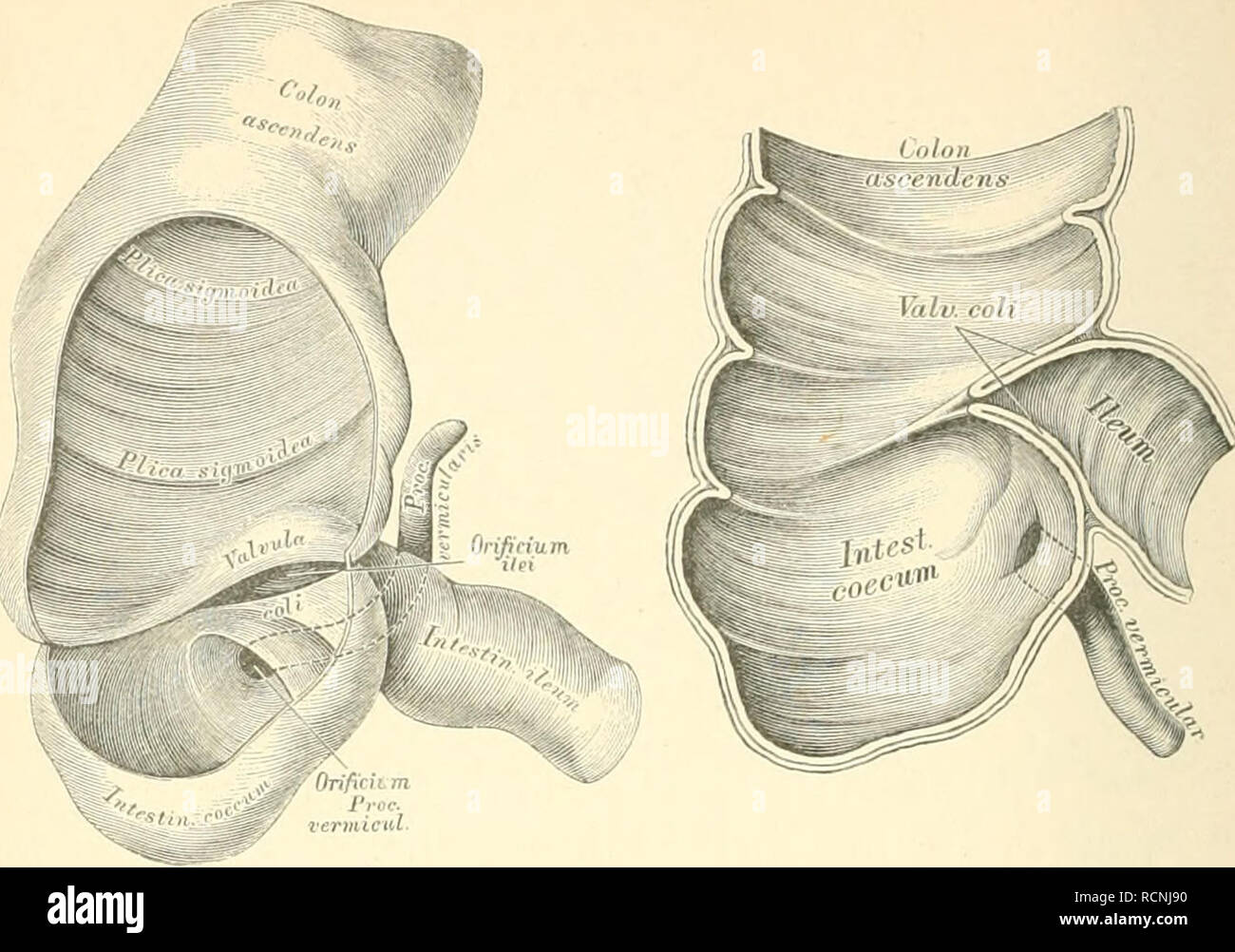 Desto Stock Photos & Desto Stock Images - Alamy